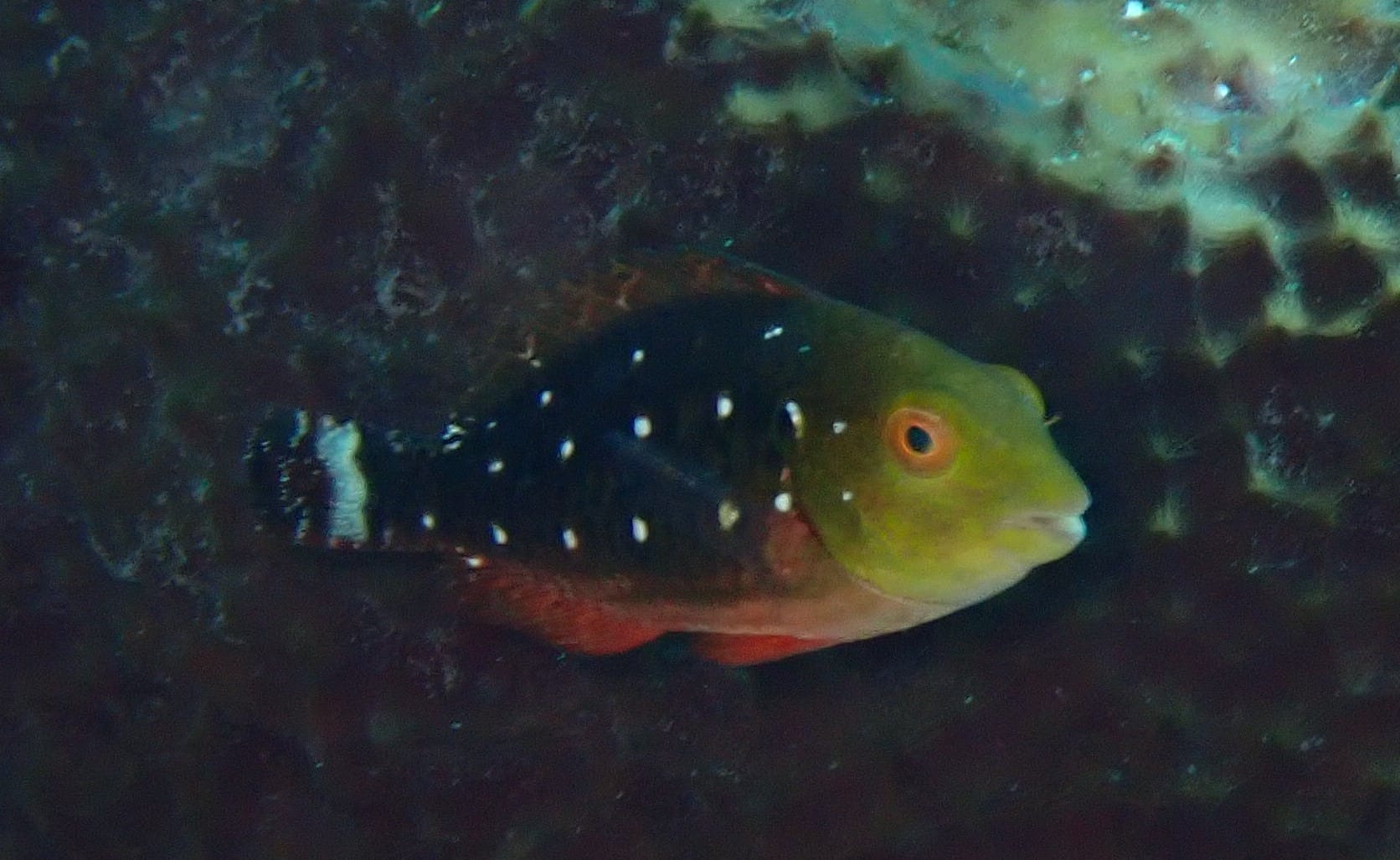 Le poisson perroquet : jardinier des récifs coralliens