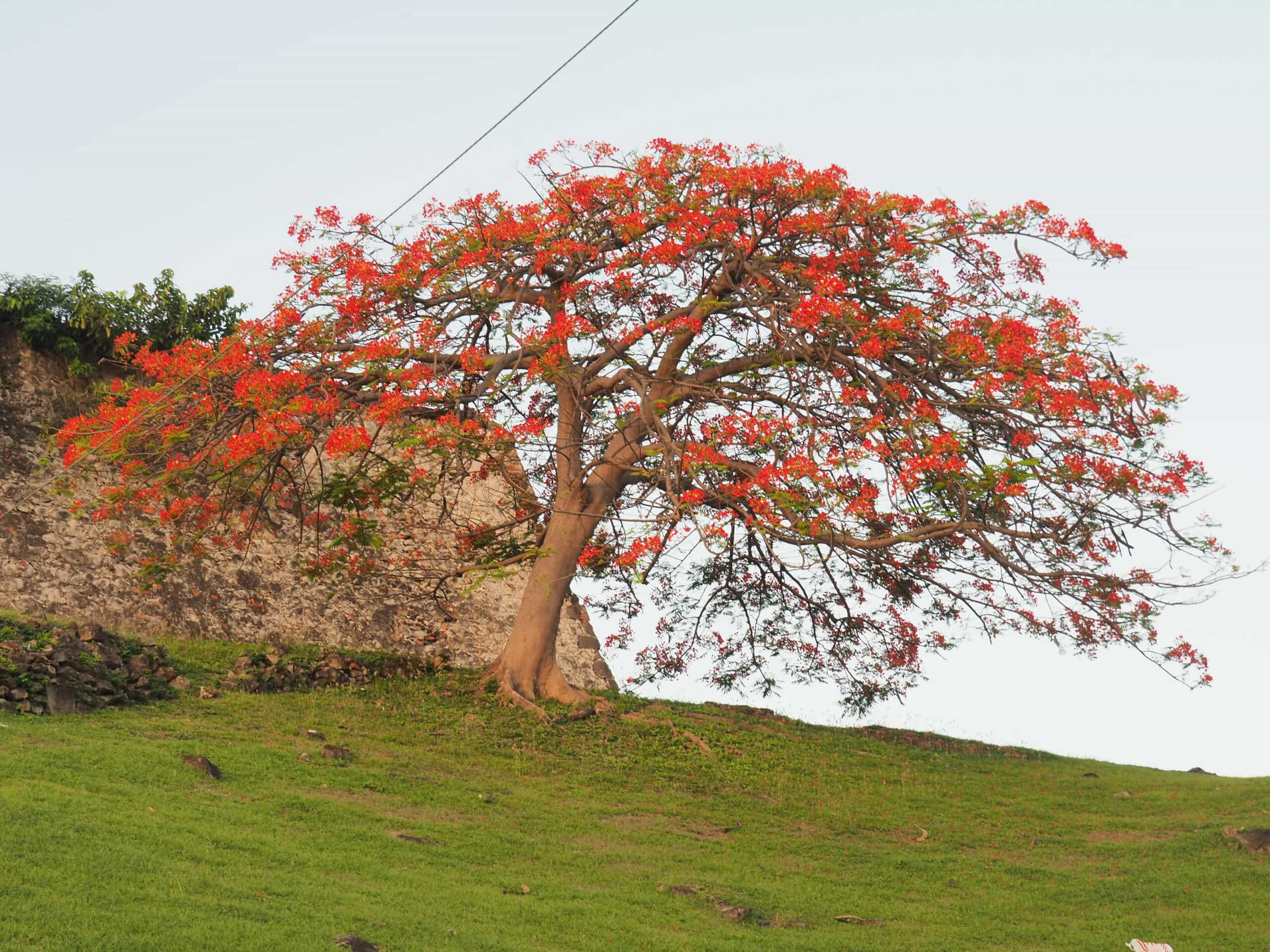 Les arbres qui embellisent la Martinique, l'île aux fleurs